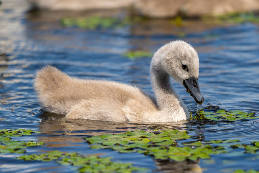 WTHO FM 101.7 Listen Live - Thomson, United States | Online Radio Box