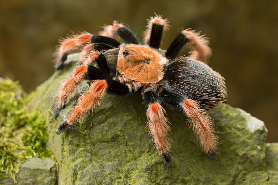 Tropicalida en vivo - Guayaquil 91.3 MHz FM, Ecuador