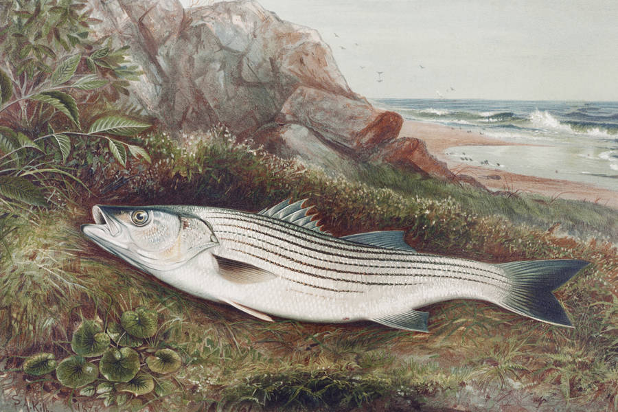 Radio Basilisk live hören - Basel, Schweiz | Online Radio Box