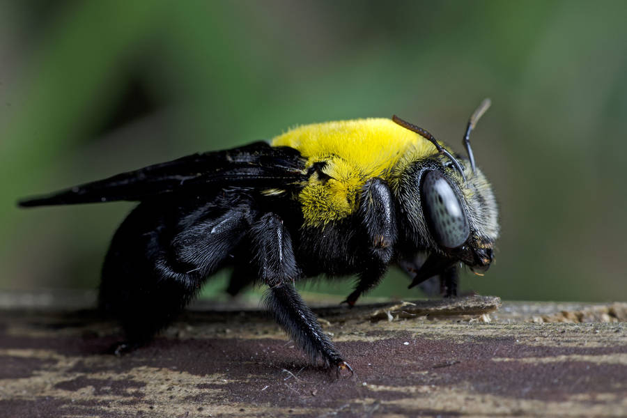 GNFM Listen Live - 107.7 MHz FM, Goulburn, Australia | Online Radio Box