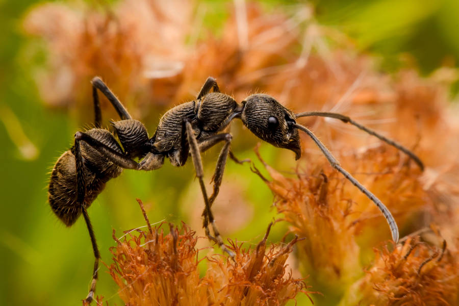 CJKL Listen Live - 101.5 MHz FM, Kirkland Lake, Canada | Online Radio Box