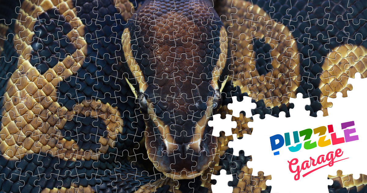 Royal python closeup Jigsaw Puzzle (Animals, Reptiles) | Puzzle Garage