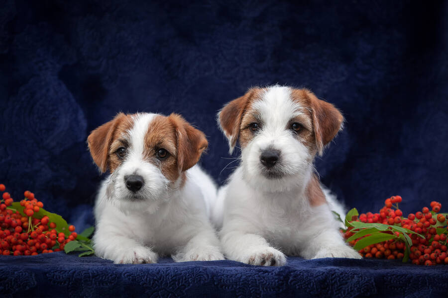 WPBK-FM Listen Live - 102.9 MHz FM, Crab Orchard, United States ...