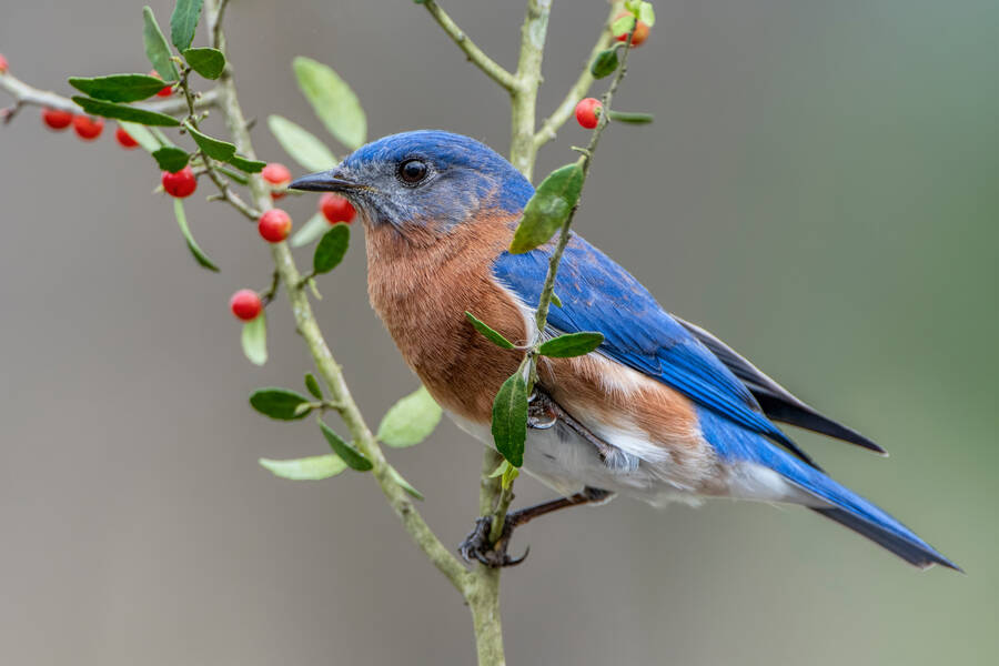 J98 The Boot Listen Live - KTJJ, Farmington, United States | Online ...