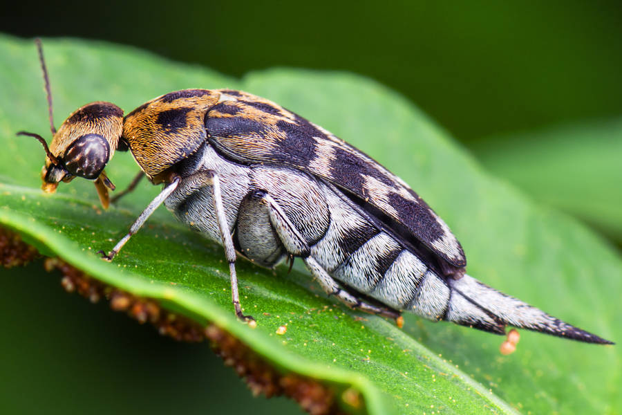 Wisconsin Badger Sports Network Listen Live - Madison, United States ...