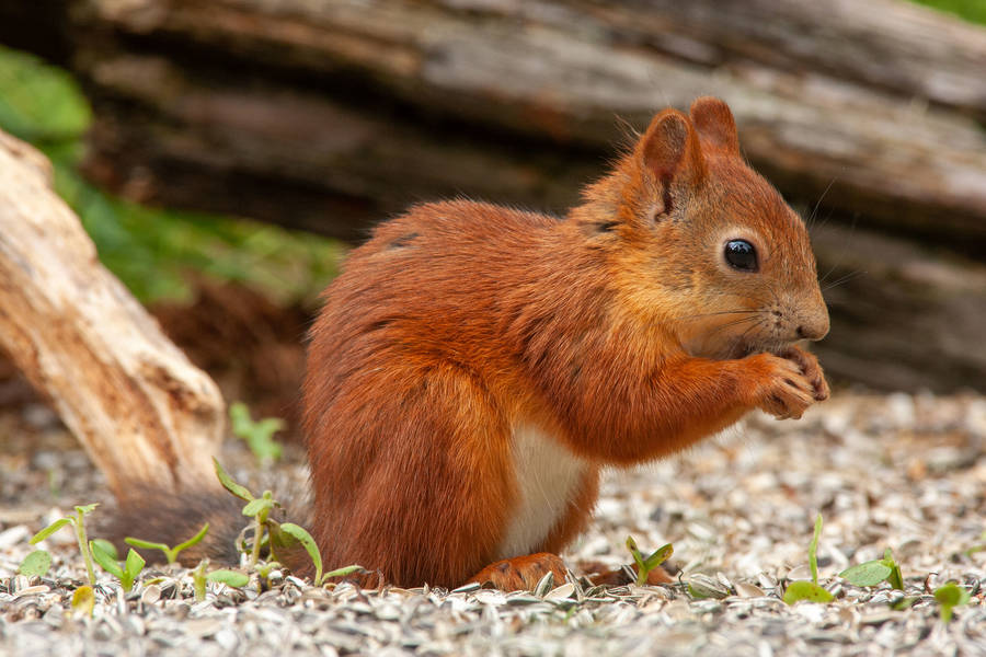 Radio Foorti Listen Live - 88.0 MHz FM, Dhaka, Bangladesh | Online ...