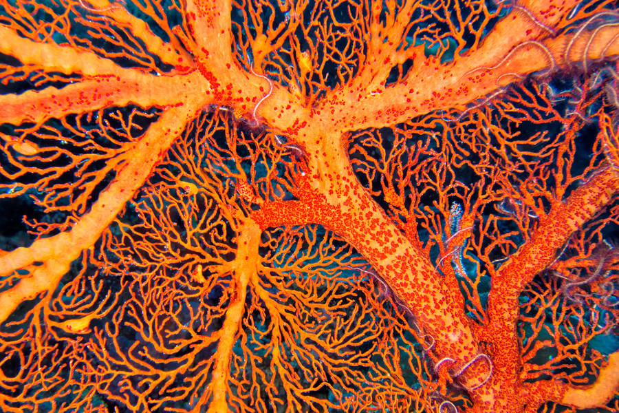 WNIS Listen Live - 790 kHz AM, Norfolk, United States | Online Radio Box