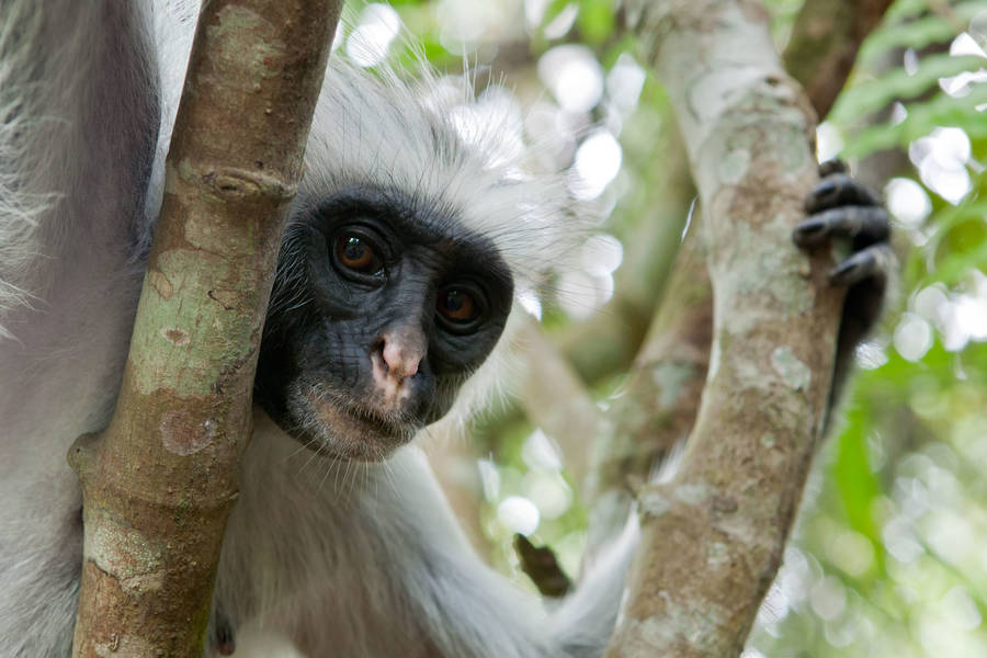 Magic 97.3 Listen Live - Río Grande, Puerto Rico | Online Radio Box