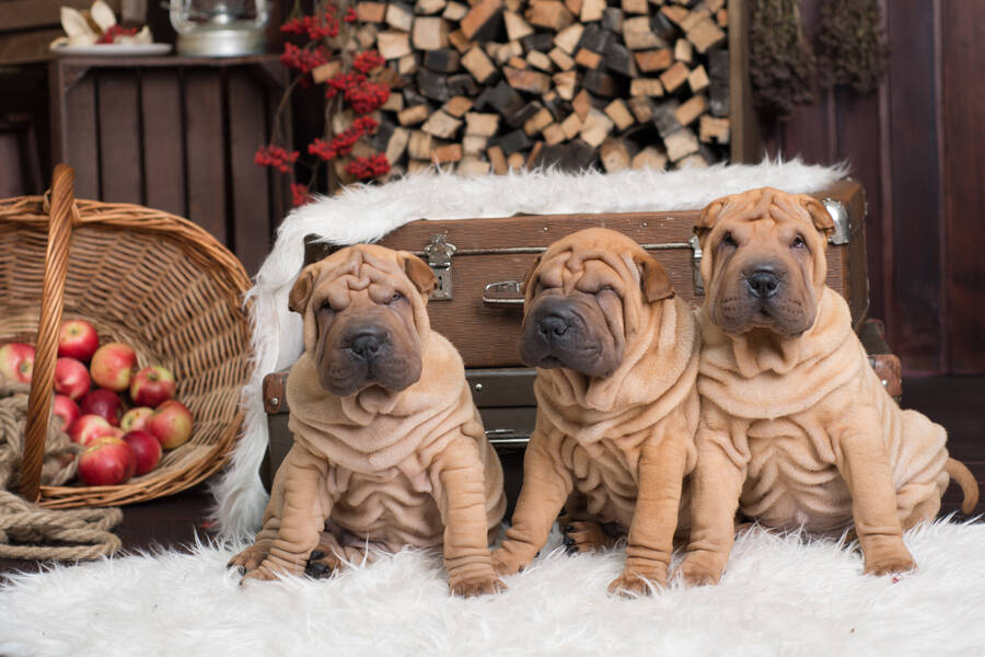 Magic 96.5 FM Listen Live - Oranjestad, Aruba | Online Radio Box