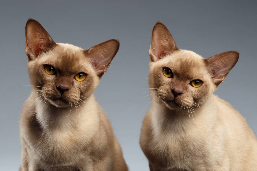 KZEW 98 FM: The Zoo Listen Live - 97.9 MHz FM, Dallas, United States ...