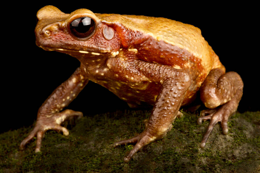 WSTX-FM Listen Live - 100.3 MHz FM, Christiansted, U.S. Virgin Islands ...