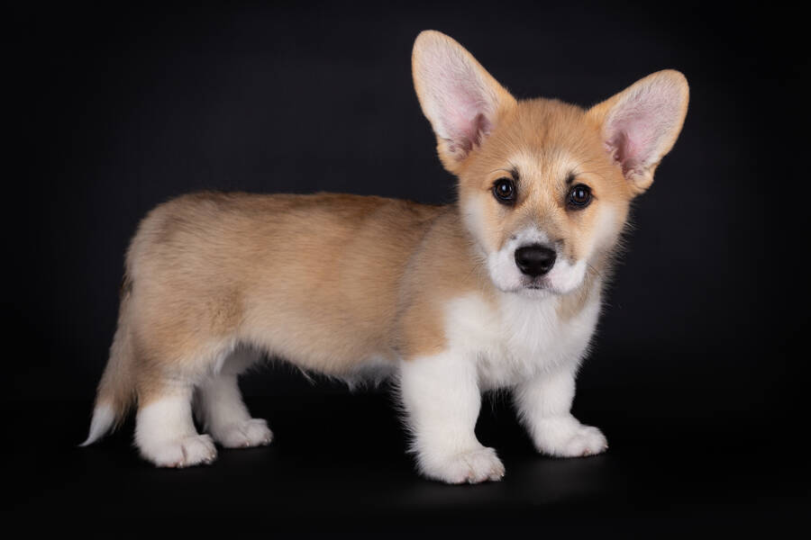 WJLD Listen Live - United States | Online Radio Box