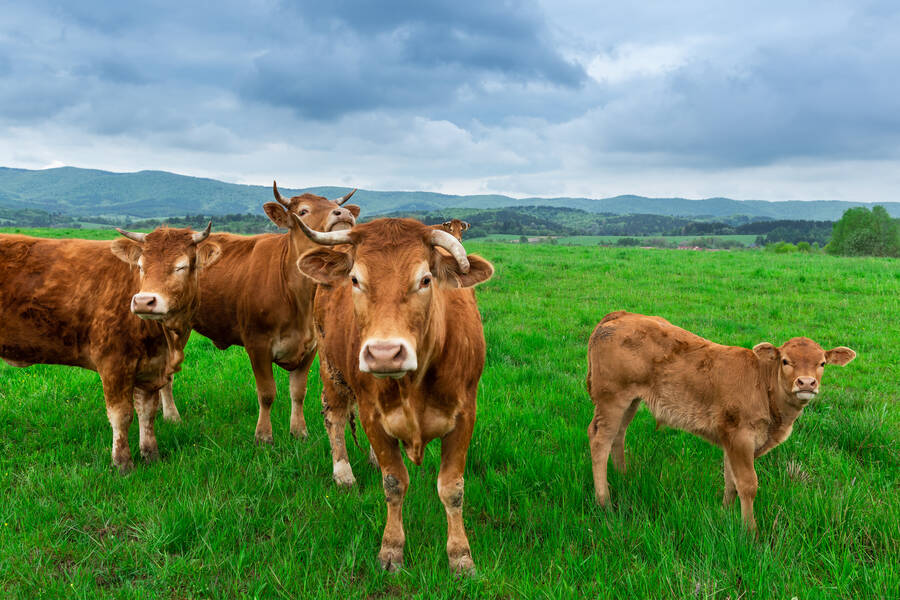 SWR4 - BW Playlist Heute - Titelsuche & letzte Songs | Online Radio Box