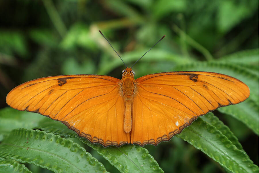 WBOK 1230 Listen Live - New Orleans, United States | Online Radio Box