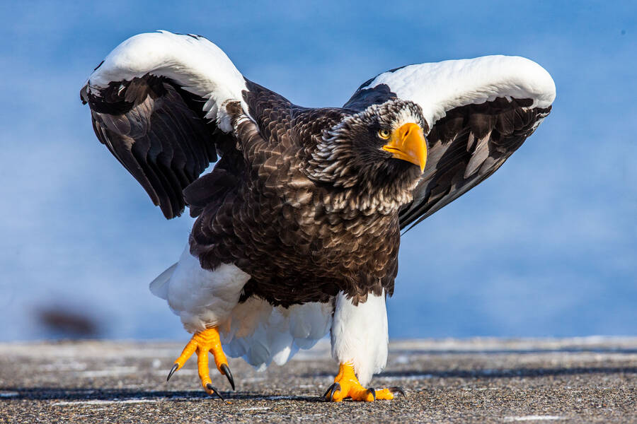 WHRV Listen Live - 89.5 MHz FM, Norfolk, United States | Online Radio Box