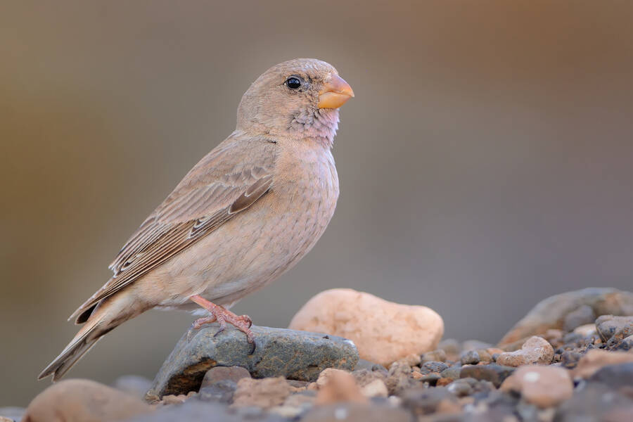 Radio RMF - 80s online - sluchaj za darmo | Online Radio Box