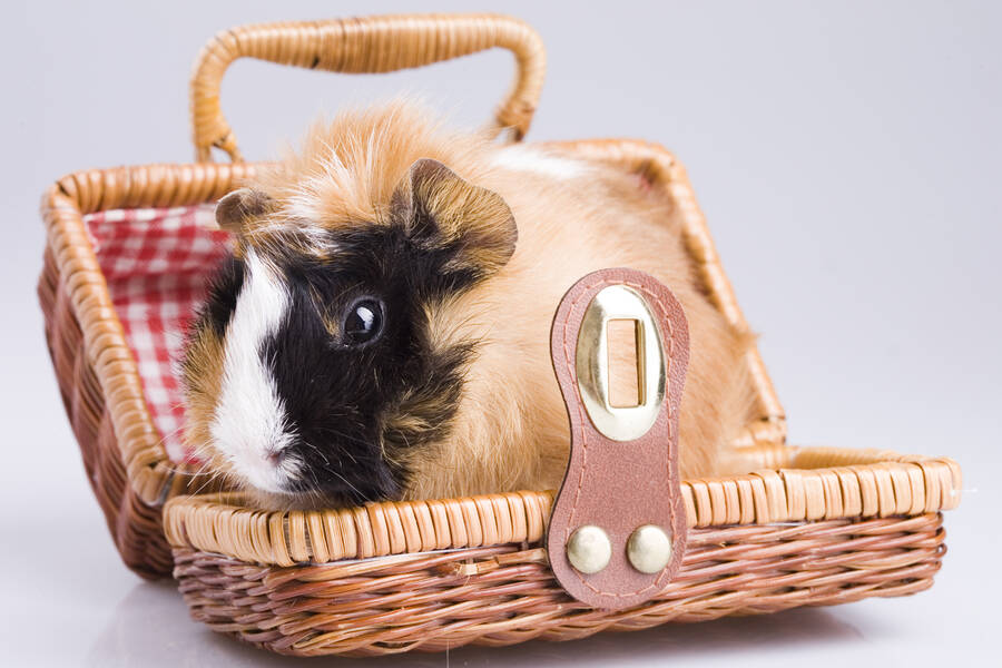 WLOK RADIO Listen Live - 1340 kHz AM, Memphis, United States | Online ...