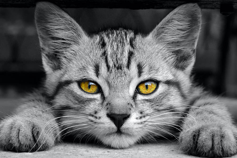 GVBN Radio (Igem Radio) Listen Live - Ibadan, Nigeria | Online Radio Box