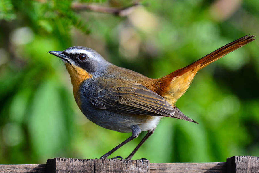 REZO9 Listen Live - Lawrence, United States | Online Radio Box