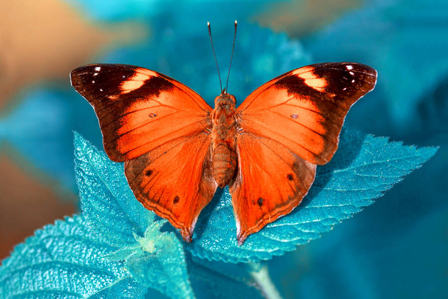 WSON Listen Live - 860 kHz AM, Henderson, United States | Online Radio Box