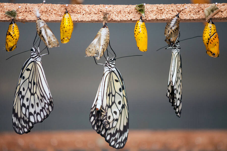 Darik Radio Слушайте на живо - 91.5 MHz FM, Шумен, България | Online Radio Box