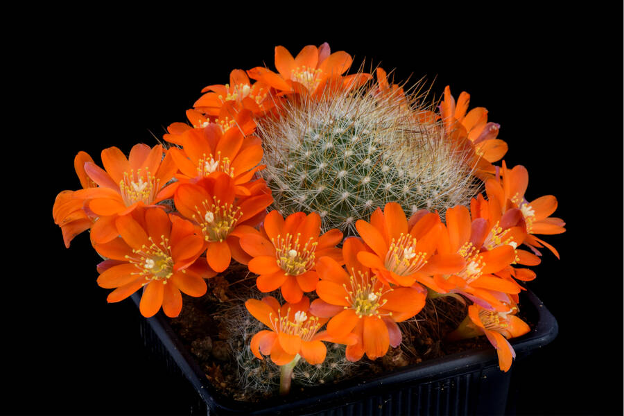 KKRL - 93.7 FM Listen Live - Carroll, United States | Online Radio Box