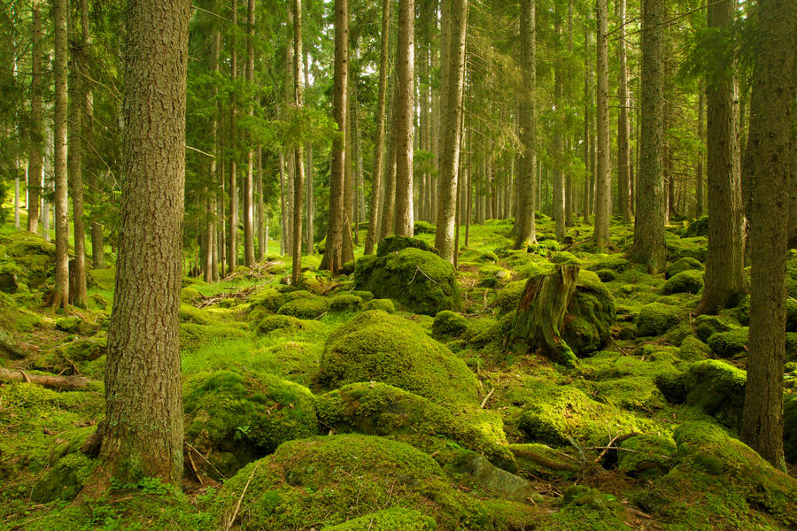 570 KVI Listen Live - 570 kHz AM, Seattle, United States | Online Radio Box