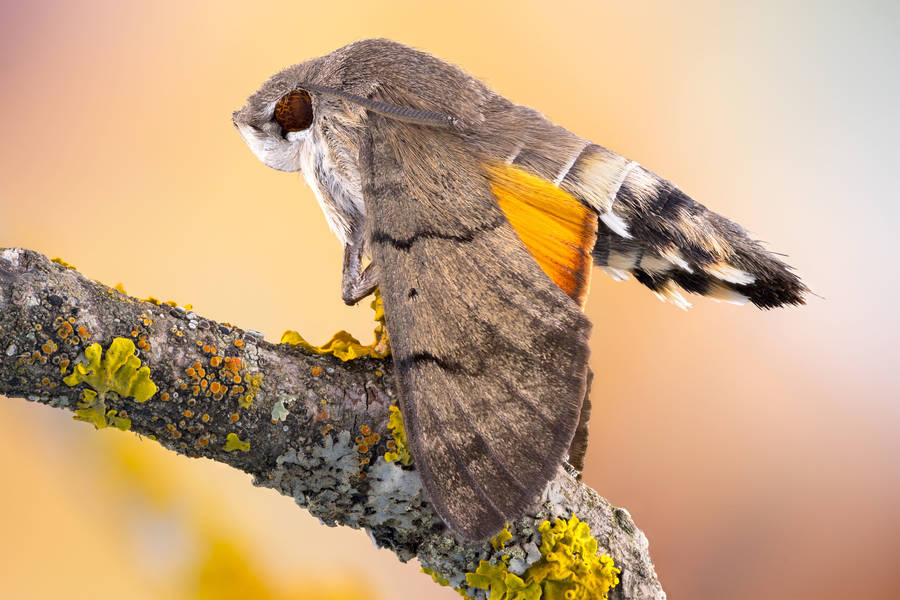 KKRL - 93.7 FM Listen Live - Carroll, United States | Online Radio Box