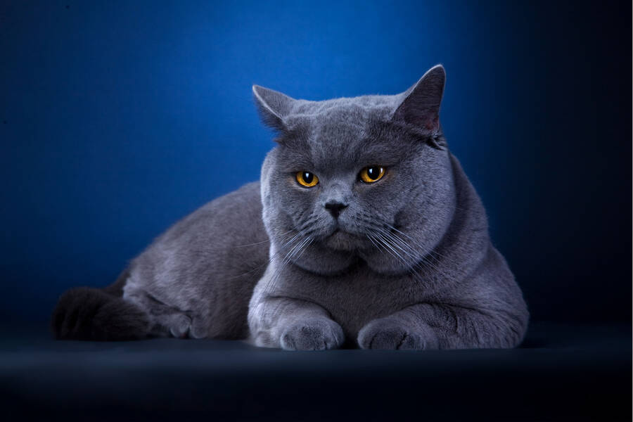 News Talk 650 CKOM Listen Live - 650 kHz AM, Saskatoon, Canada | Online ...