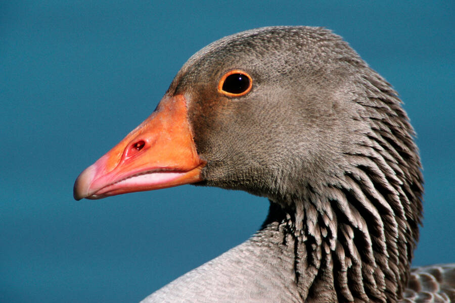 KLBJ News Radio 590 AM Listen Live - Austin, United States | Online ...