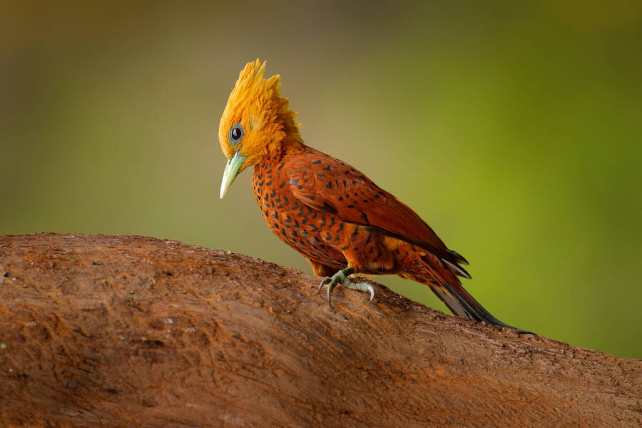 Radio Foorti Listen Live - 88.0 MHz FM, Dhaka, Bangladesh | Online ...