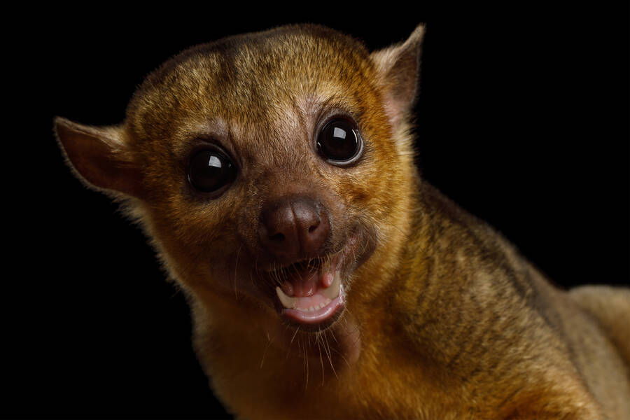 Like Radio 104.7 live streaming - Bais City, Philippines | Online Radio Box