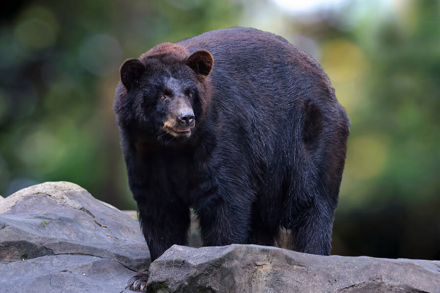 La Mega en Vivo - 107.3 MHz FM, Caracas, Venezuela | Online Radio Box