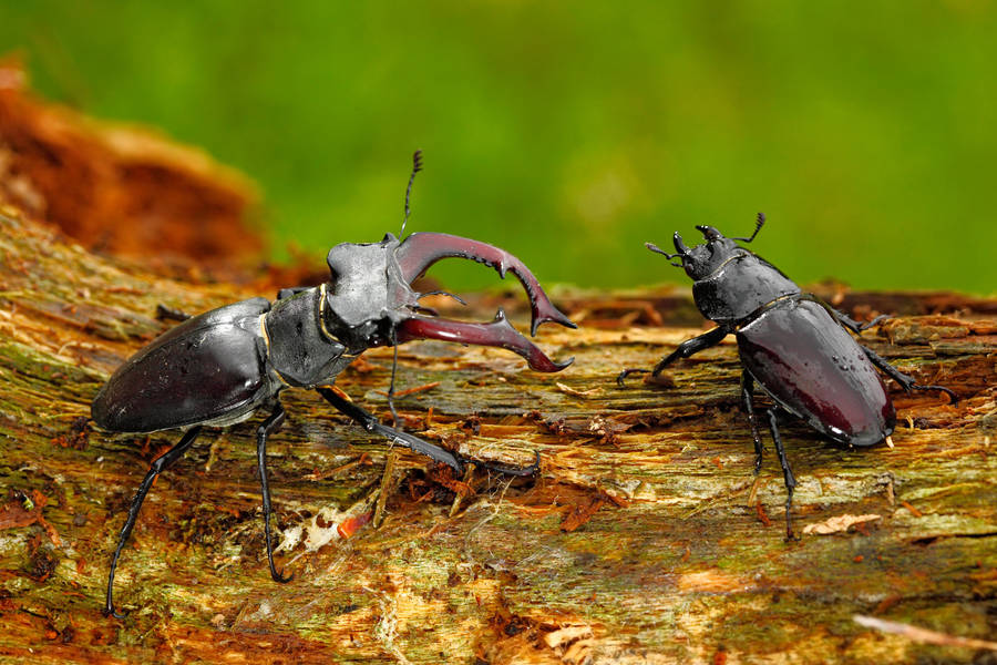 Talk 980 Listen Live - Kansas City, United States | Online Radio Box