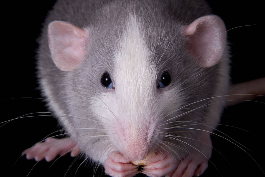 Derti FM Live - 98.6 MHz FM, Αθήνα | Online Radio Box