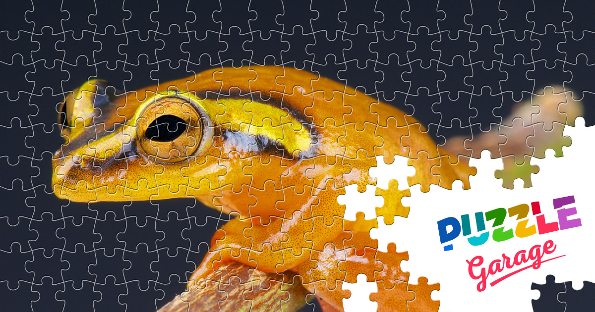 Yellow frog Jigsaw Puzzle (Animals, Amphibians) | Puzzle Garage