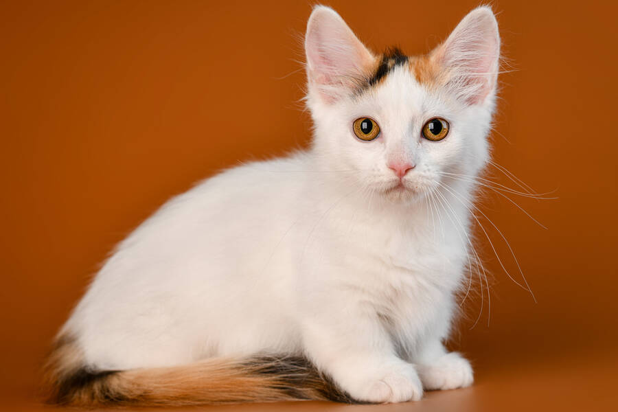 Fara Fara Radio en Vivo - Monterrey, México | Online Radio Box