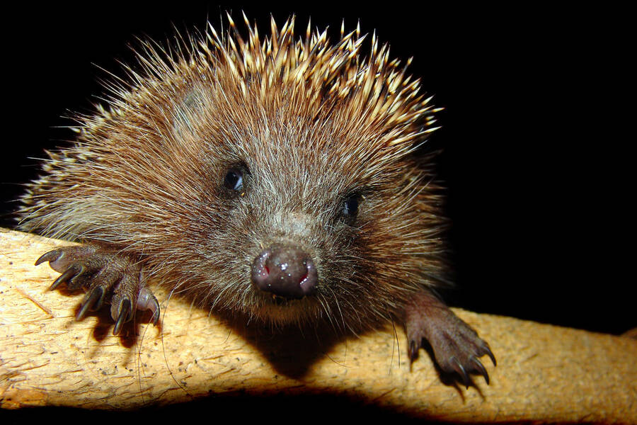 SWR4 - BW live hören — Webradio | Online Radio Box