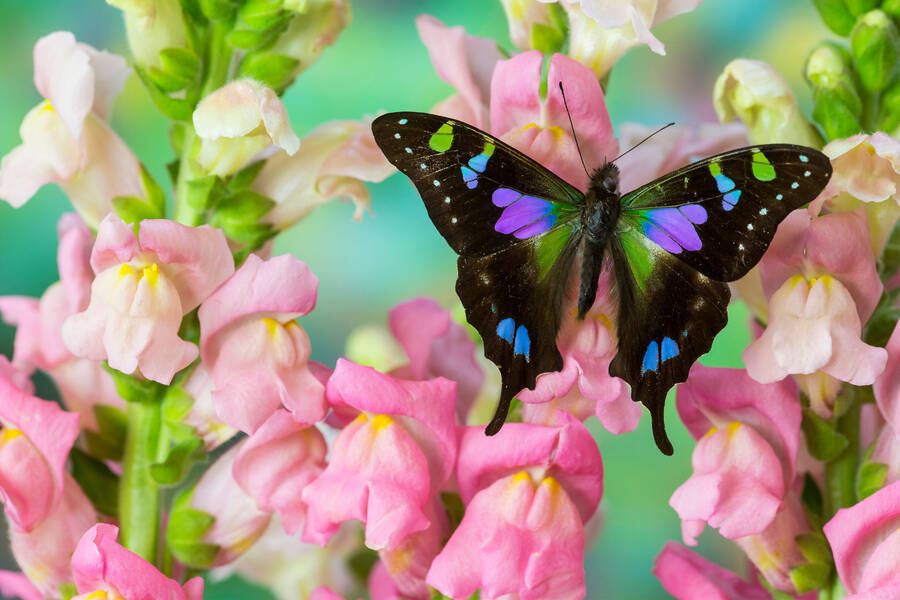 Minnesota Public Radio Classical Listen Live - 99.5 MHz FM, Minneapolis ...