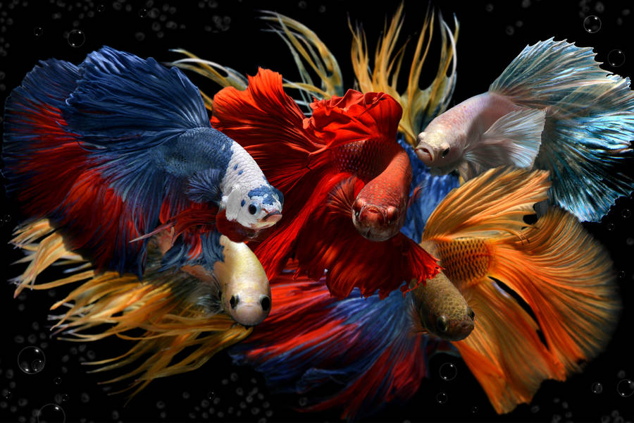 Mello FM Listen Live - 88.1 MHz FM, Montego Bay, Jamaica | Online Radio Box