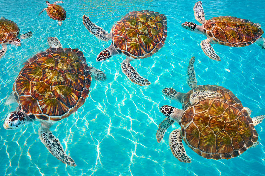 VOX DJ Mix online - sluchaj za darmo | Online Radio Box