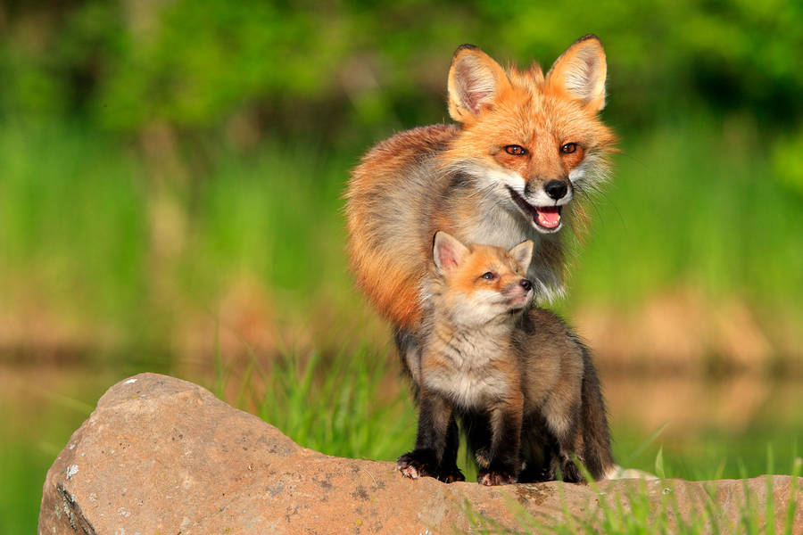 News Talk 780 KOH Listen Live - Reno, United States | Online Radio Box