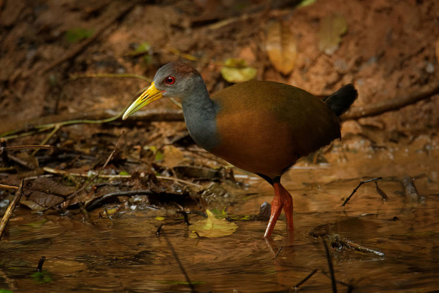 WSTX-FM Listen Live - 100.3 MHz FM, Christiansted, U.S. Virgin Islands ...