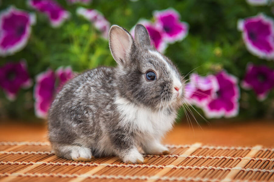 Noti Uno 630 en Vivo - San Juan, Puerto Rico | Online Radio Box