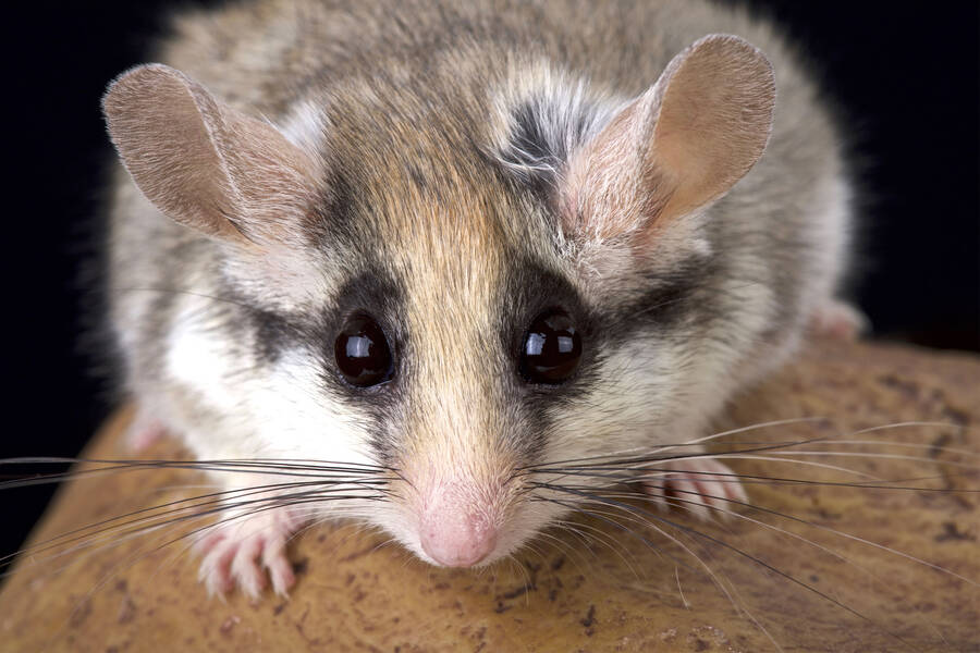 Magic 1278 Listen Live - 1278 kHz AM, Melbourne, Australia | Online ...