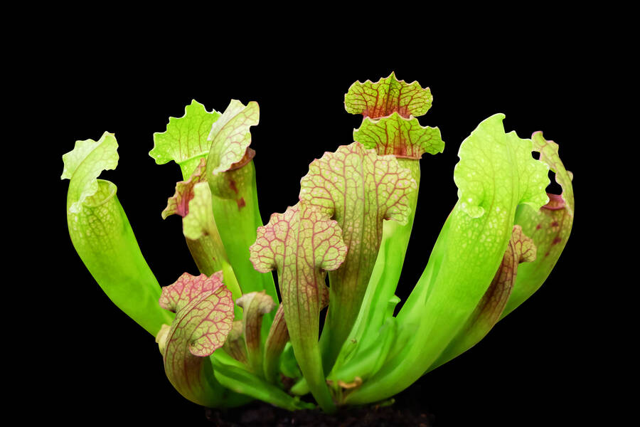 Tropical 100 Salsa en Vivo - Santiago de los Caballeros, República ...