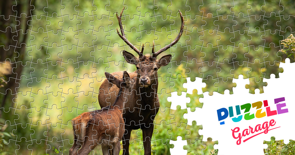 Red deer Jigsaw Puzzle (Animals, Mammals) | Puzzle Garage