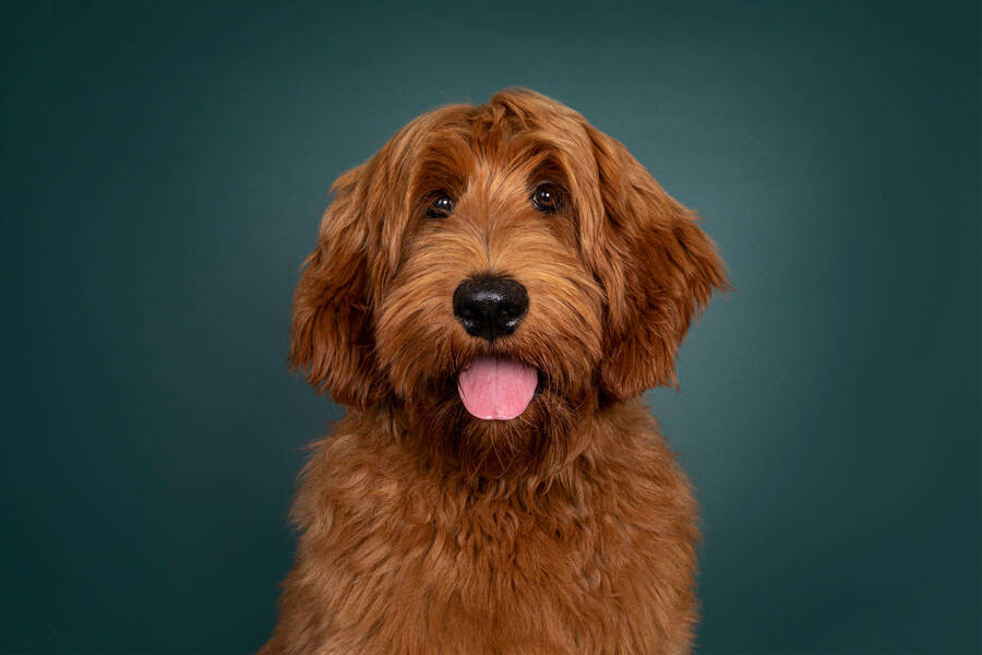 Fara Fara Radio en Vivo - Monterrey, México | Online Radio Box