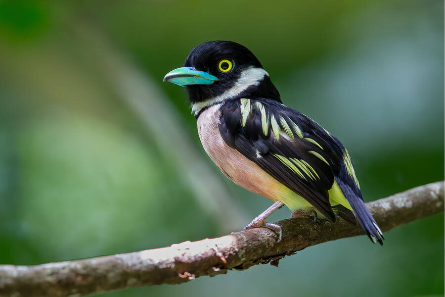 RRI Pro 1 - Jember streaming - 95.4 MHz FM, Jember, Indonesia | Online ...