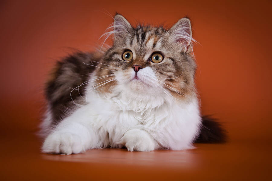 KNUJ Listen Live - 860 kHz AM, New Ulm, United States | Online Radio Box